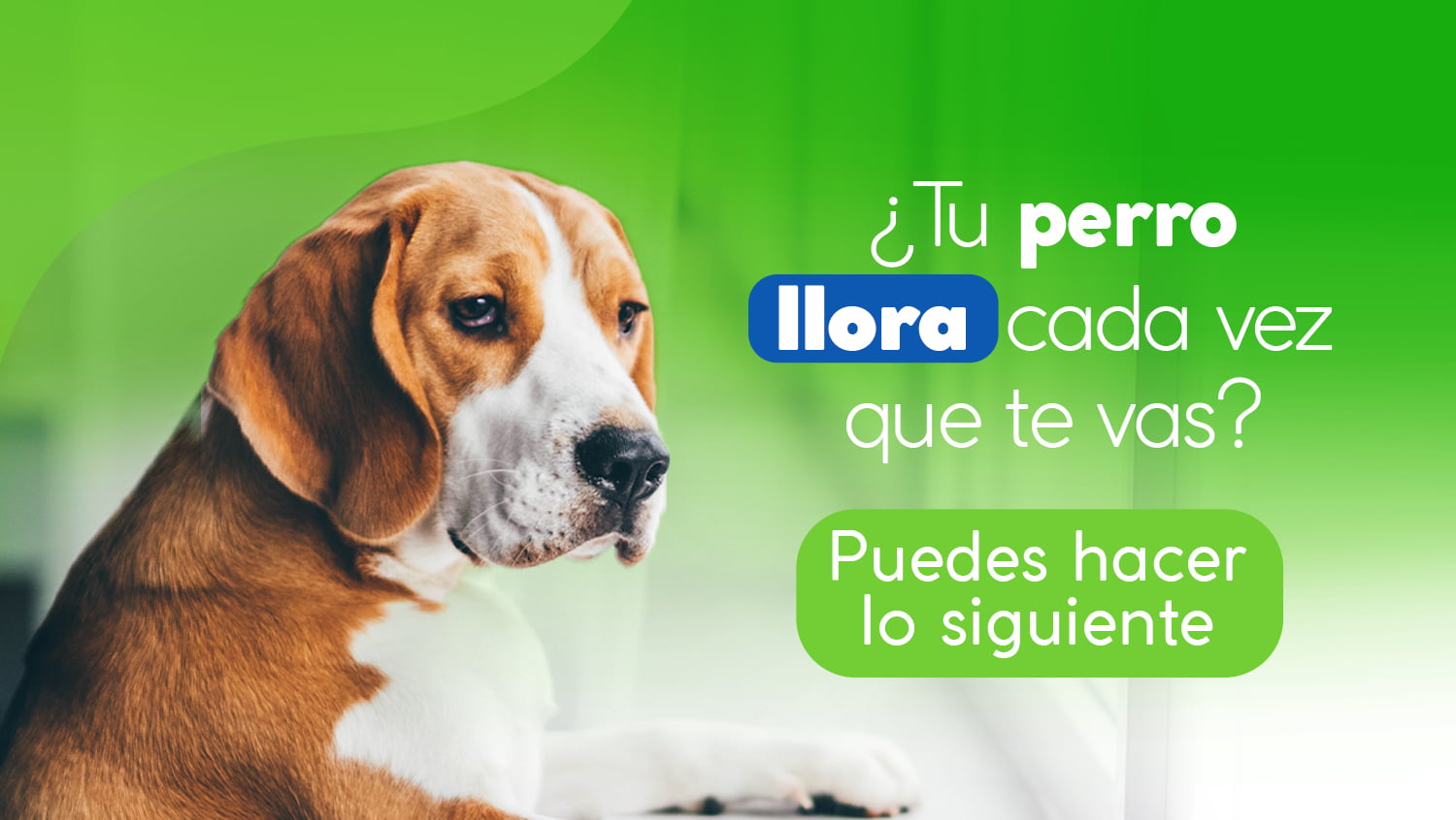 ¿Tu perro llora cada vez que te vas? Puedes hacer lo siguiente - Doggy ...